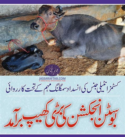 Boostin Injections Dg Intelligence Customs Seized