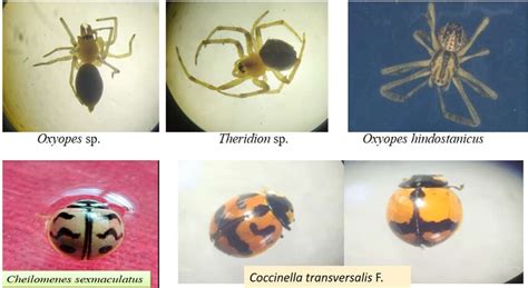 Spiders And Coccinellids Recorded In The Groundnut Ecosystem Download Scientific Diagram