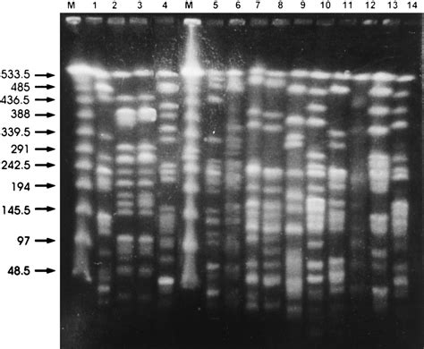 Patterns Generated By Pfge Of Smai Digested Chromosomal Dna Obtained Download Scientific