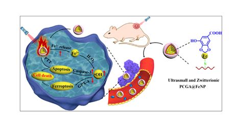 Ultrasmall Zwitterionic Polypeptide Coordinated Nanohybrids For Highly Efficient Cancer