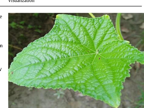Table 1 From A Dataset For Successful Recognition Of Cucumber Diseases