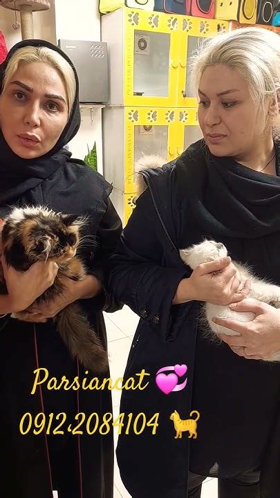 یه گربه بغلی که تو بغل غش می کنه و مست میشه تو پتشاپ پارسیانکت