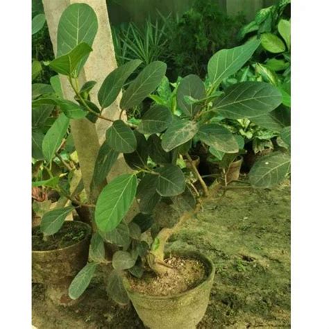 Bonsai Plant At Best Price In Howrah By Sri Ramkrishna Nursery Id 20091100630