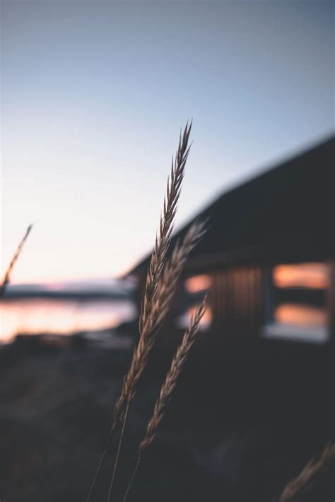 Free Grass Image By Kristaps Ungurs