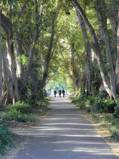 Tree Lined Path Through Park Stock Photo Image Of Trail Line 54393866