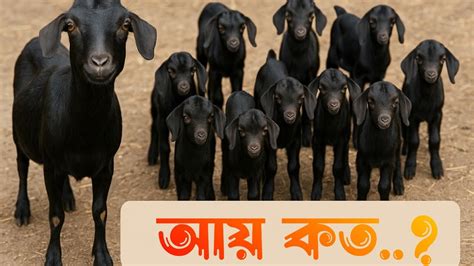 মাত্র ১০টি ছাগল পালনে কত লাভ ছাগল খামার শুরু করবেন কত দিয়ে Youtube