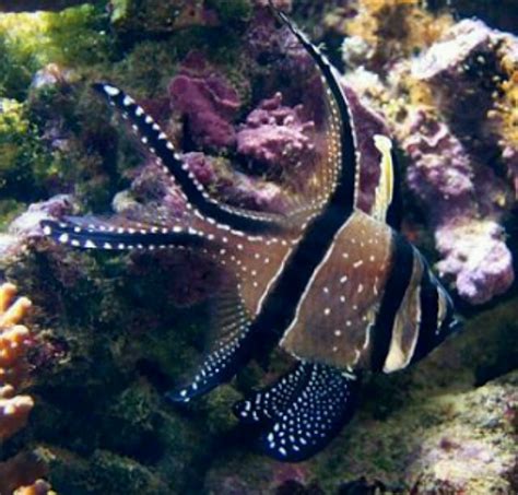 7 Best Exotic Saltwater Fish Images On Pinterest Tropical Fish