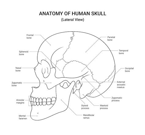 Medical Diagram Skull Vectors Download Free High Quality Vectors From