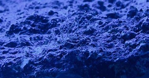 Algae Bacteria Album On Imgur