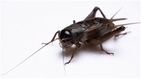 秋の虫「コオロギ」！ ｜お知らせ・ブログ｜大阪・天王寺にある掃除のプロ「ダスキン富士せんい」