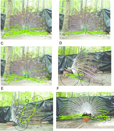 Scanpaths Of Three Different Females Showing Visual Assessment Of The