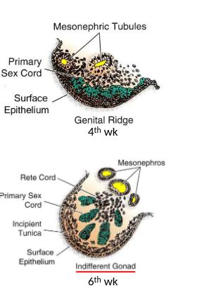 Sex Determination And Development Of The Repro System Flashcards Quizlet