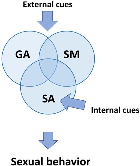 Frontiers Neurophysiology Of Male Sexual ArousalBehavioral Perspective