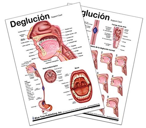 Blue Tree Publishing Swallowing Anatomy Education A4 Laminated Chart