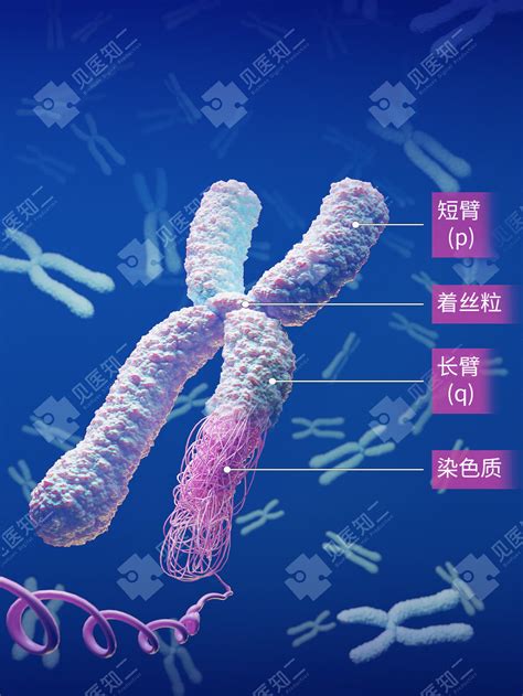 终于弄懂染色体的结构啦 哔哩哔哩