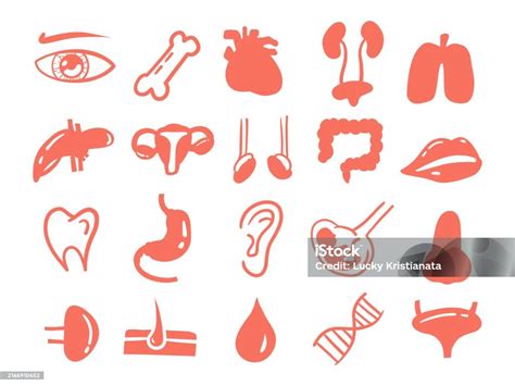 인간 장기 아이콘 컬렉션 벡터 평면 색 해부학 Illustration 의학 생물학 교육을 위한 디자인 요소 갑상샘에 대한 스톡 벡터 아트 및 기타 이미지 Istock