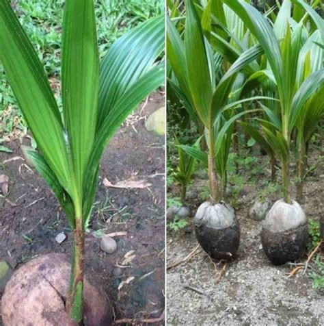 Coconut Seed Germination Time Period Process Agri Farming
