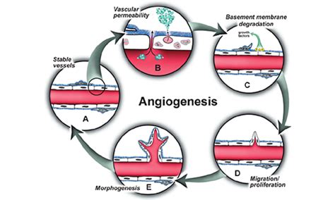 Angiogenesis Aladdin Scientific
