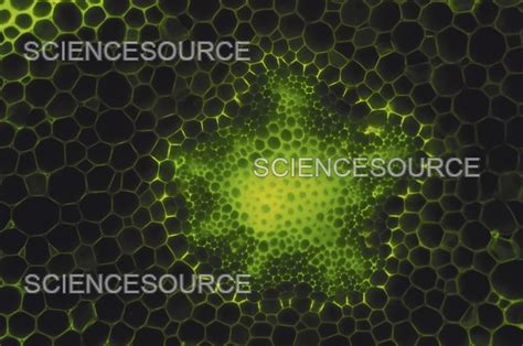 Psilotum Stem Micrograph Stock Image Science Source Images