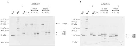Relationships Between The Reversible Oxidation Of The Single Cysteine Residue And The