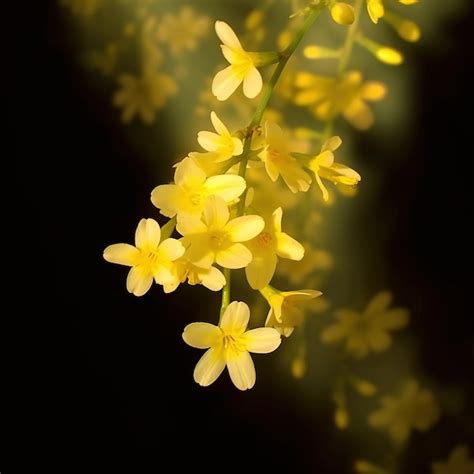Premium Ai Image Close Up Hypericum Flower