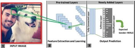An Outline Structure Of The Proposed Gender Recognition Deep Learning Model Download