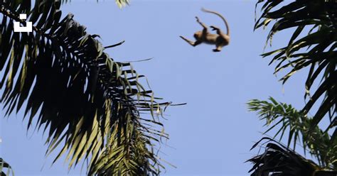 나무에 거꾸로 매달려 있는 원숭이 사진 Unsplash의 무료 말레이시아 이미지