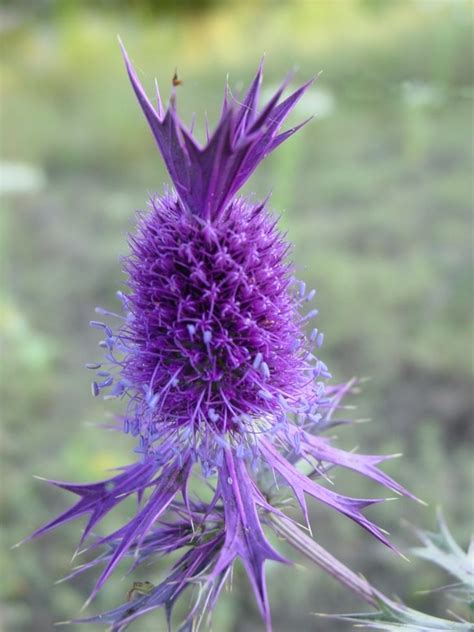 Pineapple Tree Flower At James Marts Blog