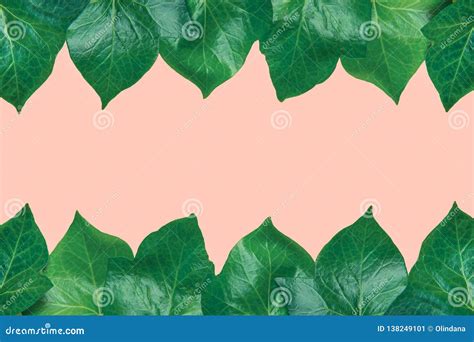 Beautiful Pattern From Fresh Green Ivy Leaves Arranged In Top And
