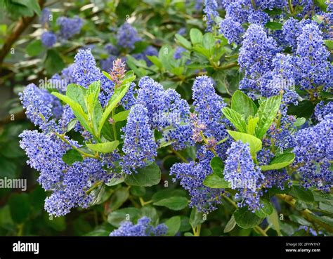 Evergreen Shrub With Blue Flowers