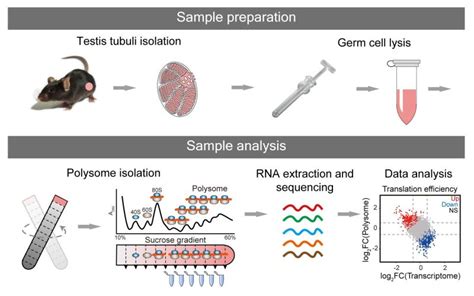Polysome Profiling Is Widely Used To Isolate And Analyze Polysome Fractions Which Consist Of