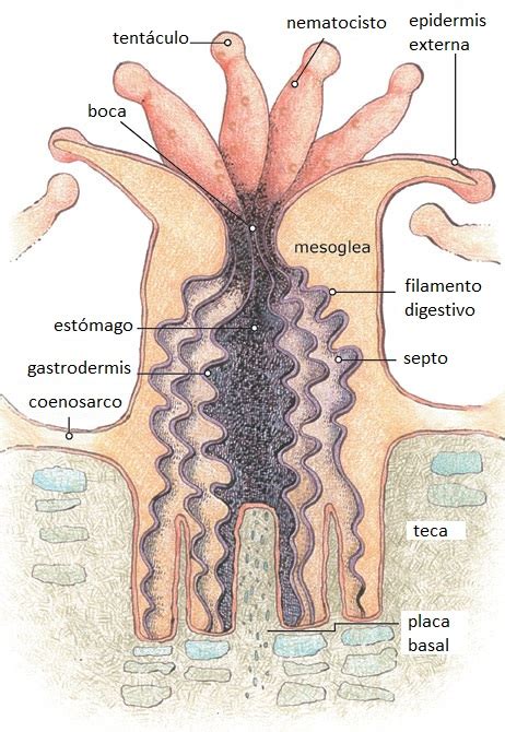 Anthozoa Wikipedia La Enciclopedia Libre