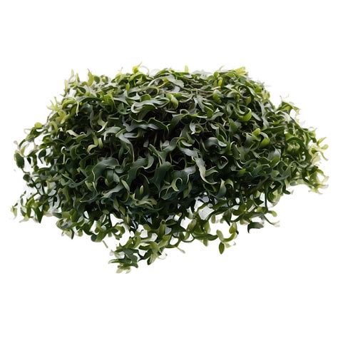 Download Seaweed Strand Texture Png Yud