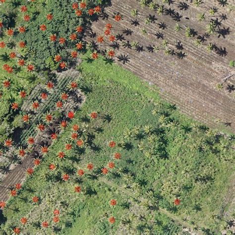 Detecting Coconut Trees From The Air With Fast Ai Notebooks Dataset Available Part