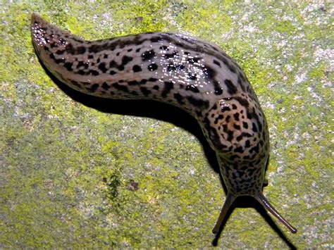Leopard Slug Facts Always Learning