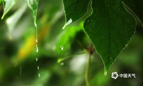 重庆迎华西秋雨 雨景唯美如画 高清图集 中国天气网