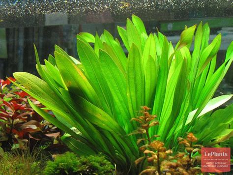 Эхинодорус уругвайский (Echinodorus uruguayensis) — описание ...