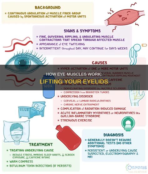 How Eye Muscles Work Lifting Your Eyelids Cyvigor