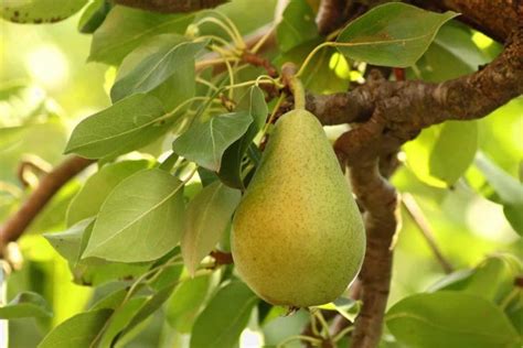 16 Common Pear Tree Problems How To Fix Them Solutions And Treatment