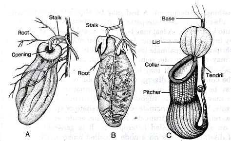 Botanica Morphology Of Leaf