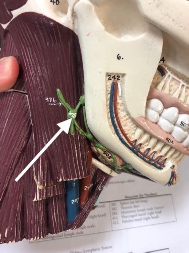 Lab 5 Lymphatic System Torso Model Flashcards Quizlet