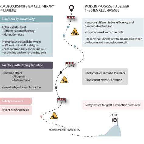Overview Of Protocols For The Generation Of Stem Cell Derived Beta