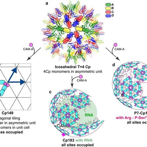 A Molecular Model For Capsid Assembly Modulation A Capsid Without Cam