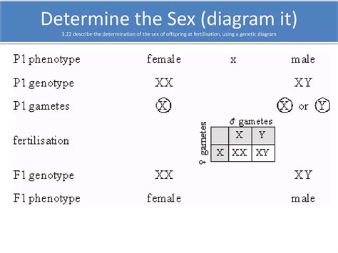 Igcse Biology Edexcel Infertility Reproductive Health