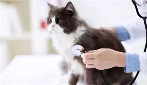 Белодробен червей при котки Miau Bg