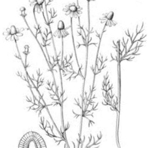 Flower Chart Of Chamomile Download Scientific Diagram
