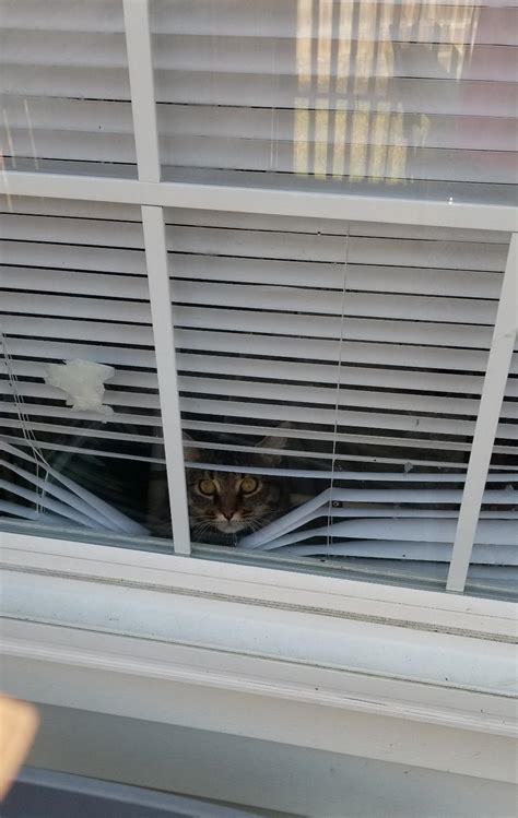 Peeping Tom R Peepingpuss