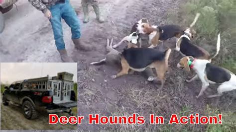 Deer Hunting With Dogs 2017 2018 Season Kill Shot 20 Youtube