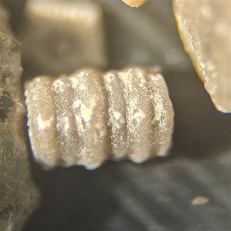 Making Microfossil Slides Collecting Gear The Fossil Forum