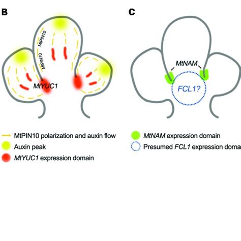 Genes Associated With The Morphology Of The Medicago Truncatula Download Scientific Diagram